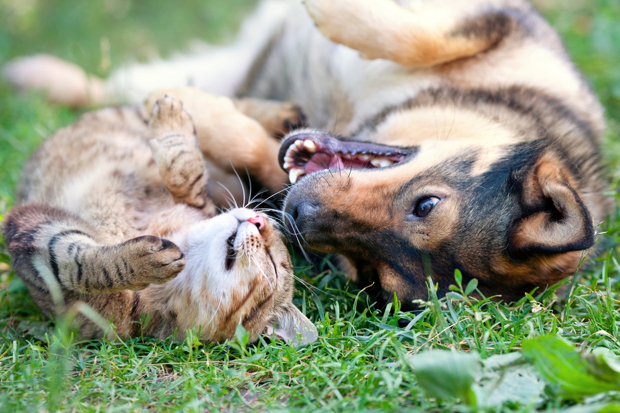 Safe, Natural, and Loved by All: Why Be:Loved Works for Every Pet
